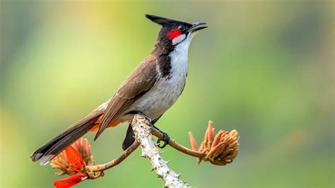 Interesting Facts About Bulbul Bird புல் புல் பறவை பற்றிய சுவாரஸ்ய
