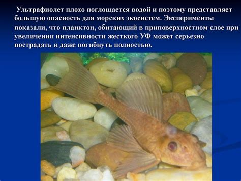 Глобальная экологическая проблема человечества Озоновые дыры