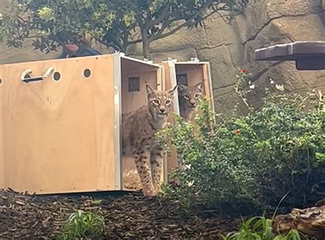 Drusillas Park Eurasian Lynx Settle Into New East Sussex Home Bbc News