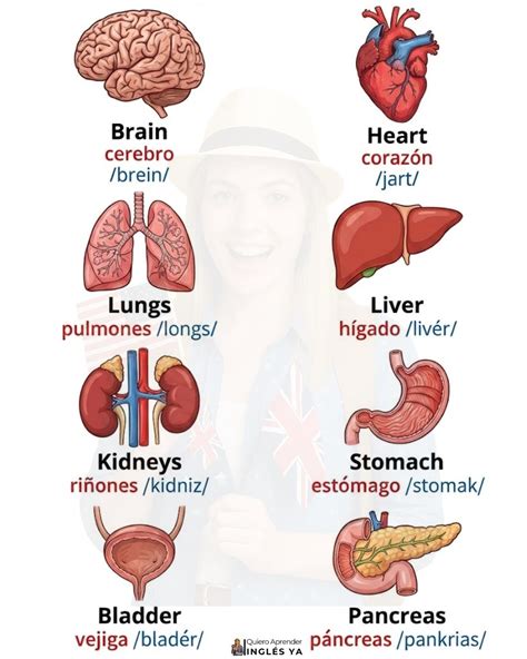 Este Vocabulario Muestra Quiero Aprender Inglés Ya Facebook
