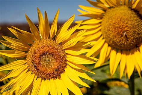 꽃에 꿀벌 꿀벌이 해바라기 식물에 수분을 공급합니다 유럽 꿀벌 Apis Mellifera On Helianthus Annuus