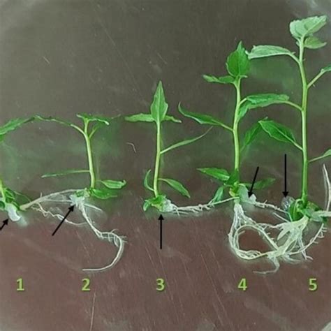 Artificial Seed Emergence Through 5 Weeks To Show Homogenous Seeds
