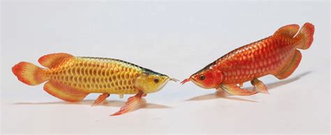 Goldfish Gold Arowana Model Lana Time Shop