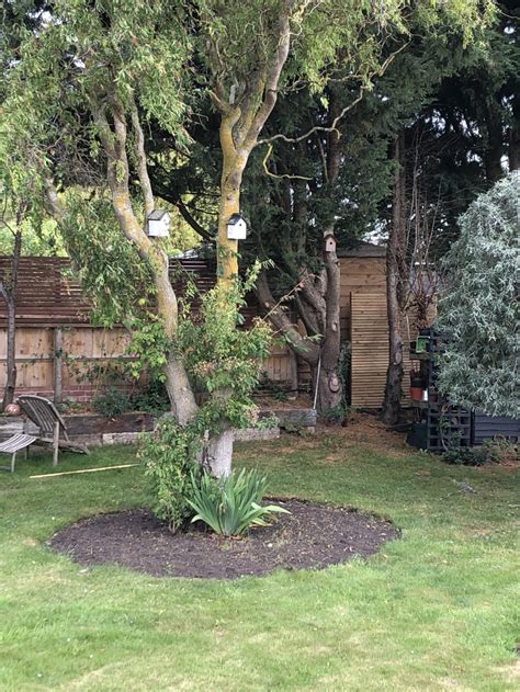 Planting Around A Tree In Full Sun BBC Gardeners World Magazine