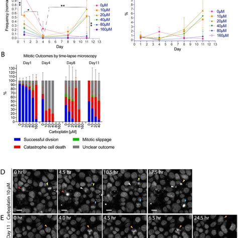 Hyperploid Tumor Cells Remained Proliferative And Retained Capacity To