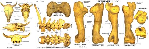 Bison Bones Grsle