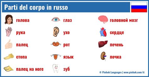 Parti Del Corpo In Russo