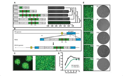 Optimization Of Egfp Expression Level And Generation Of Recombinant