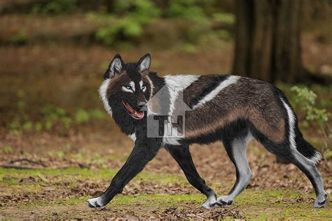 Timber Shadow On Toyhouse