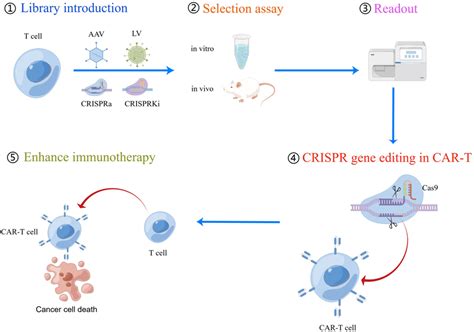 The Flow Chart Of Crispr Screening Process To Screen Genes To Enhance Download Scientific