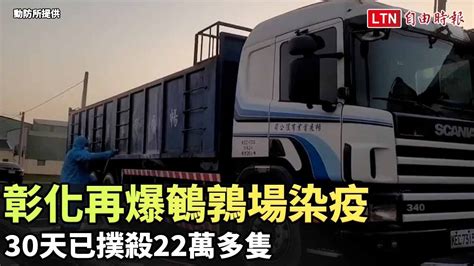 「禽」況來了！彰化再爆鵪鶉場染疫 30天已撲殺22萬多隻（動防所提供） Youtube