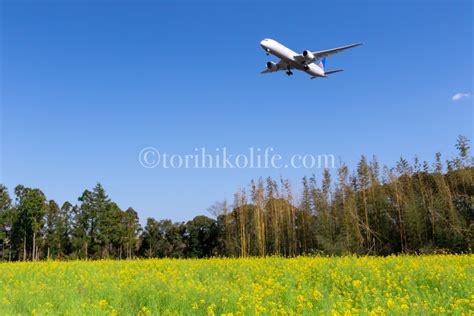 風景と絡めた飛行機写真。特徴的な景色や花、建物などと絡ませると面白くなる とりひこライフ