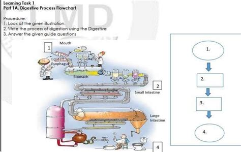 Solved Leaming Task 1 Part 1A Digestive Process Flowchart Procedure 1