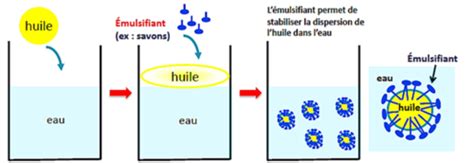 Lipides Liste 1 Introduction Cartes Quizlet