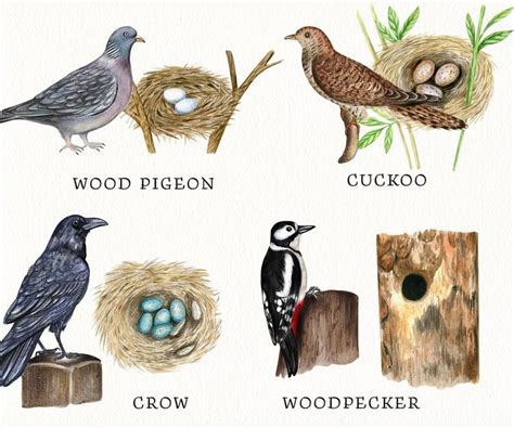 Bird Nest Identification Chart Spot And Identify Bird Nests Easily