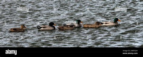Anas Platyrhynchos The Mallard Is A Species Of Anseriform Bird Of