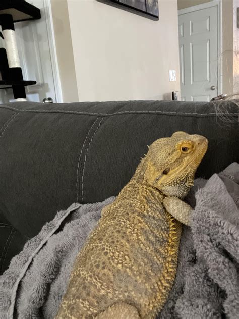 Full Grown Bearded Dragons Bearded Dragon Care Broomfield Veterinary