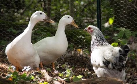 Real Life Ducks