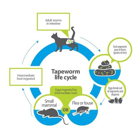 Elanco Tapeworm Dewormer Cat At Phyllis Alvarado Blog