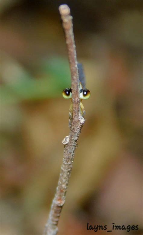 Pin By Nat On Bugs Bugs Bugs Weird Insects Weird Animals Beautiful Bugs