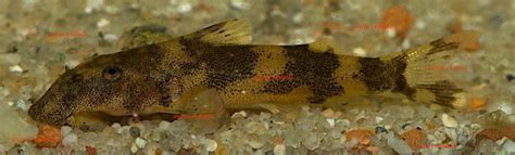 Chiloglanis Occidentalis Хилогланис оциденталис ВСЕ О ПРЕСНОВОДНЫХ