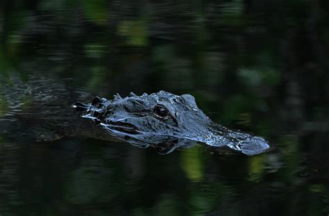 Alligator Lurking Photograph By Cindy Mcintyre Fine Art America