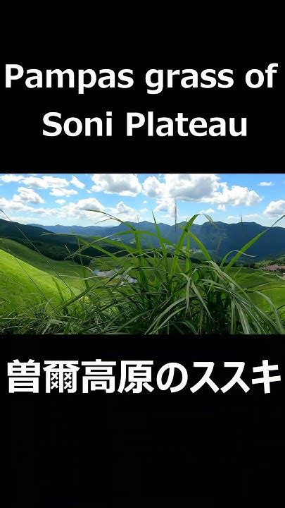 Pampas Grass Of Soni Plateau7（曽爾高原のススキ） Shorts Pampassgrass Plateau Japan Youtube