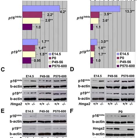 Hmga2 Negatively Regulates P16 Ink4a And P19 Arf Expression In Cns And