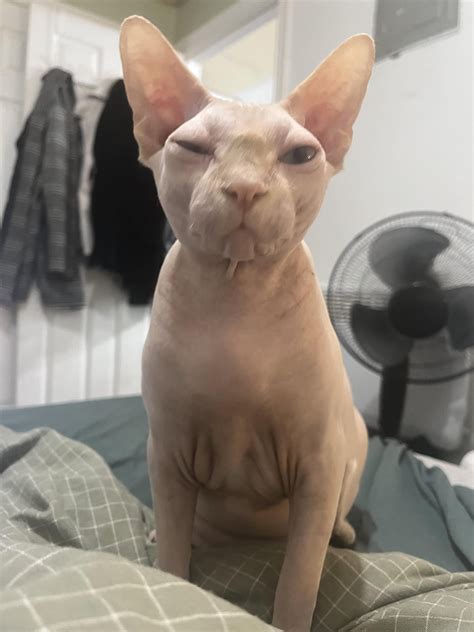 Moob Pic Roatmealfanclub