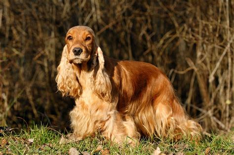 English Cocker Spaniel Oregon