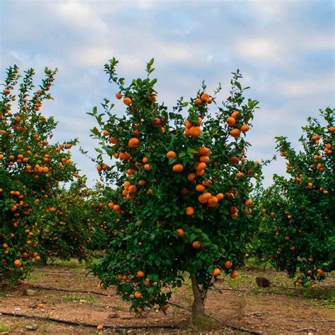 Clementine Tree 6 Tips For Growing Fruit Trees In Containers