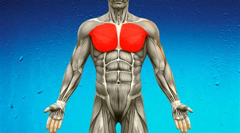 Самый простой комплекс на грудные мышцы Делаем дома Твой фитнес наставник Дзен