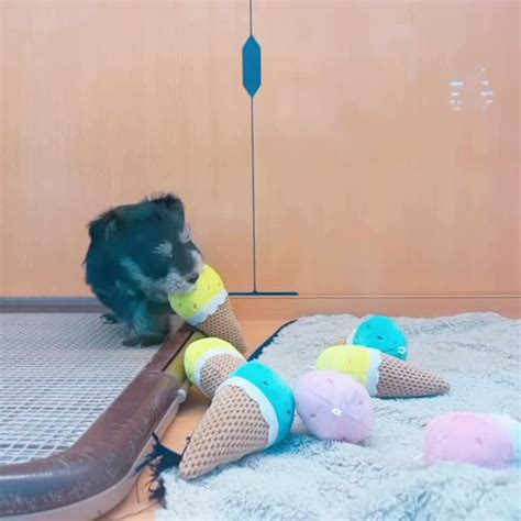 ペットアミ新津店 ️🐶ペットも人もhappyに🐱 ️ 【種類】柴犬 【カラー】赤 【誕生日】127 【性別】男の子 ペットアミ