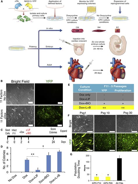 Lineage Reprogramming Of Fibroblasts Into Proliferative Induced Cardiac Progenitor Cells By