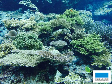 コブシメさん今日はどこに隠れている 美ら海だより 沖縄美ら海水族館 沖縄の美ら海を次の世代へ