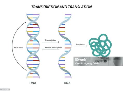 과학적 생물학적 모델 Dna 및 Rna 전사 및 번역 Rna에 대한 스톡 벡터 아트 및 기타 이미지 Rna Dna 벡터