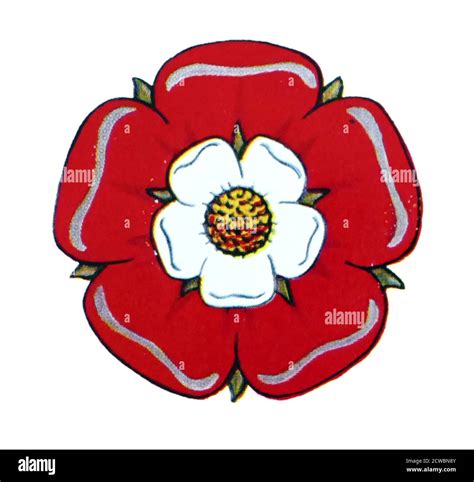 Illustration Depicting A Red Rose Of Lancastrians During The Wars Of