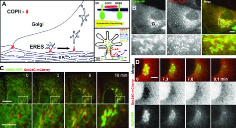 Schematic Representation For The Localization And Function Of The Copii Download Scientific