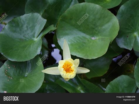 Spatterdock Image And Photo Free Trial Bigstock