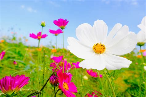 햇빛과 푸른 하늘 아래 핑크 Cosmea 꽃 0명에 대한 스톡 사진 및 기타 이미지 0명 가을 국화 Istock