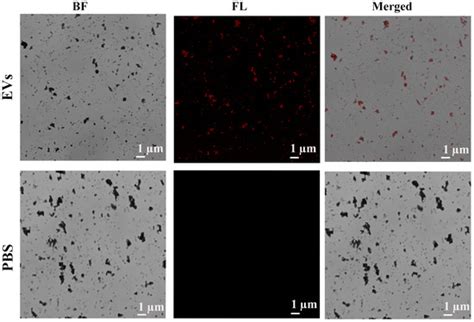 Biosensors Special Issue Bioassays And Biosensors For Rapid