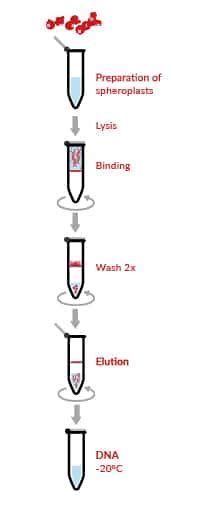 higherpurity™ yeast dna extraction kit canvax