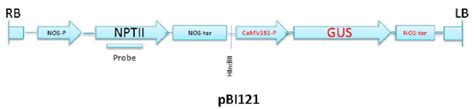 Map Of The T Dna Region Of Binary Vectors Pbi121 Rb Right Border Of
