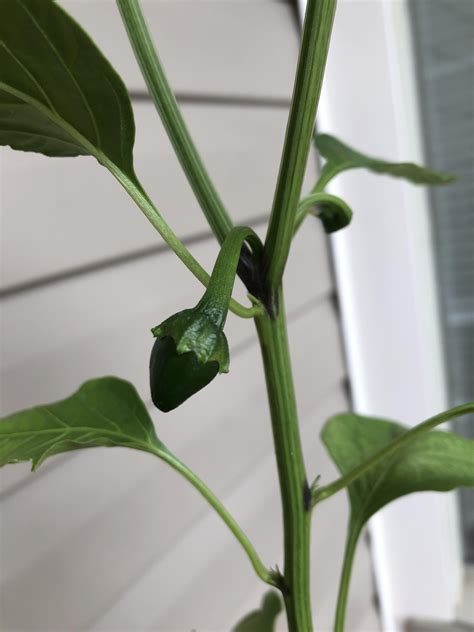 My First Plant Ever Is Starting To Grow Its First Pepper And Im So