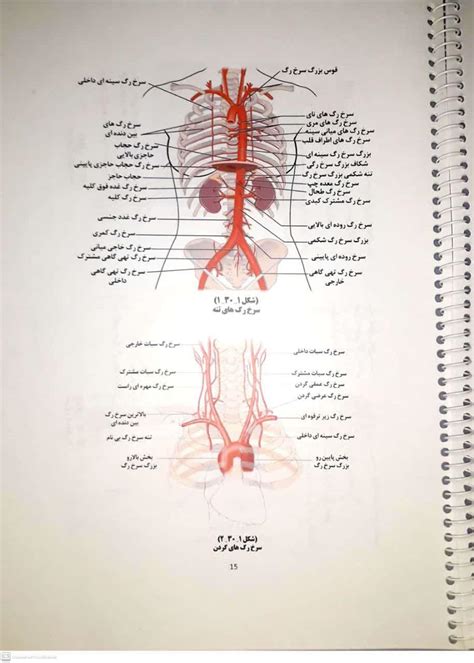 جزوه کالبد شناسی استاد حکیمی طب الرسول