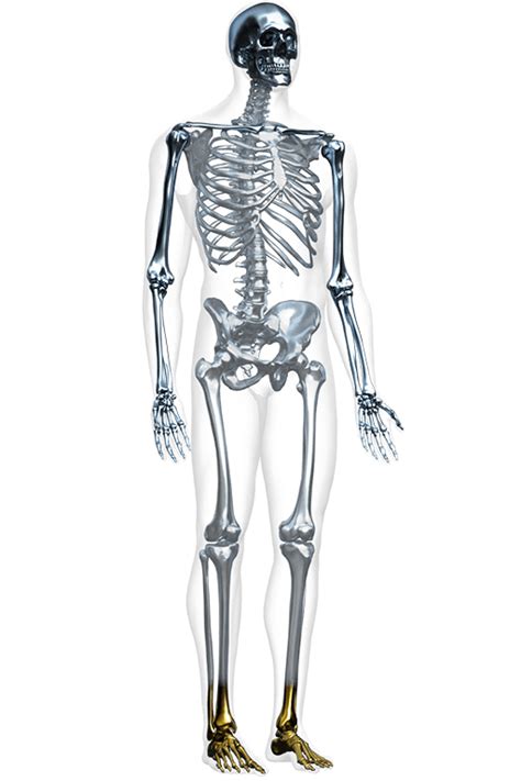 Lower Extremities