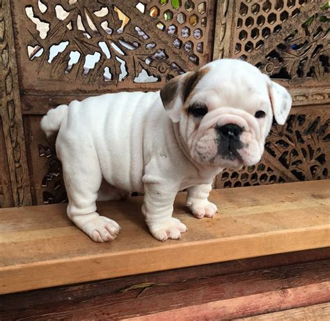 Tiniest Wrinkles Aww