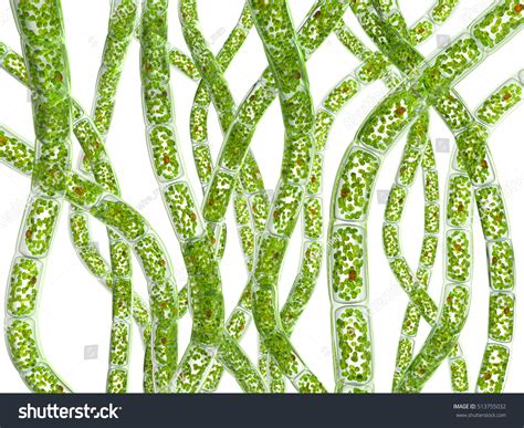 Cells Algae Microscopic View 3d Image Stock Illustration 513755032 Shutterstock