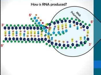 Protein Synthesis Animated PowerPoint By Hey Now Science TpT