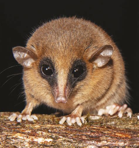 Nova Espécie De Marsupial é Descoberta Na Amazônia Peruana
